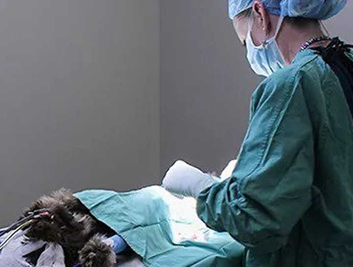 Queensbury Veterinary Surgeries | Vet Surgeon